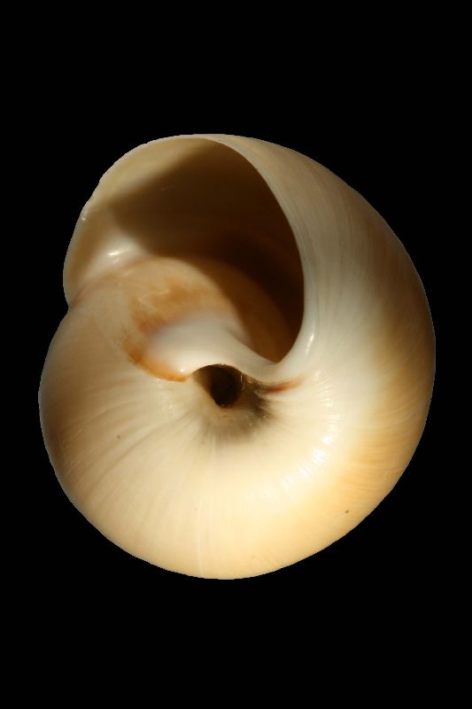 Euspira catena | The Conchological Society of Great Britain and Ireland